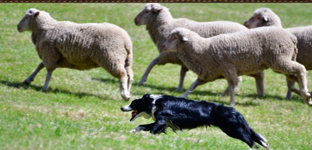 Home - Meeker Classic Sheepdog Trials | Meeker Colorado
